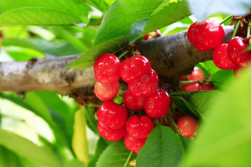 Mature Large Cherry Hanging in a Tree Stock Image - Image of food ...