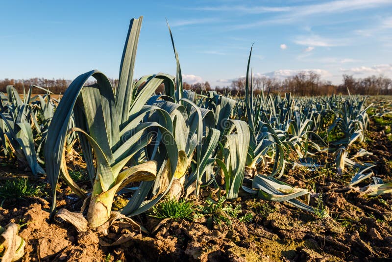 Mature leeks in the field stock image. Image of countryside - 173863705