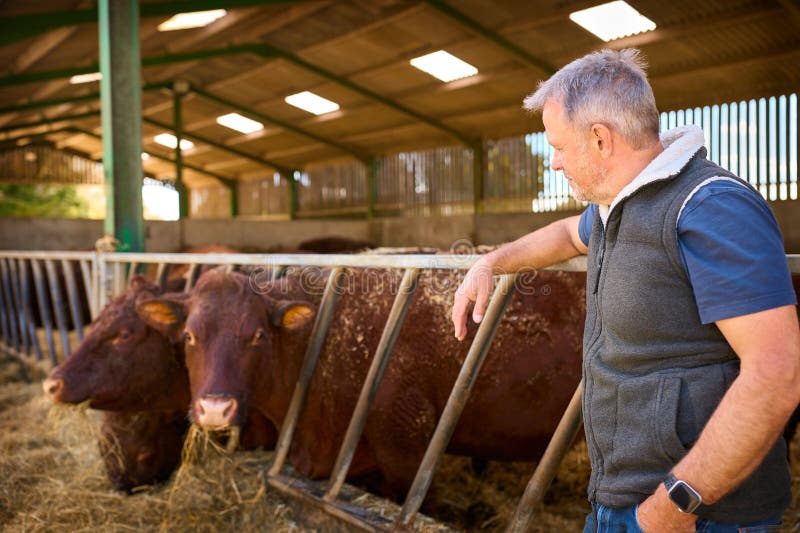 Mature Male Farm Worker Checking on Cattle in Barn at Feeding Time ...