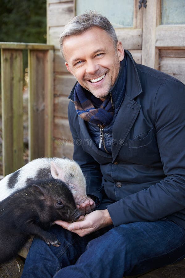 Mature Man Feeding Pet Micro Pig Stock Image - Image of male, livestock ...