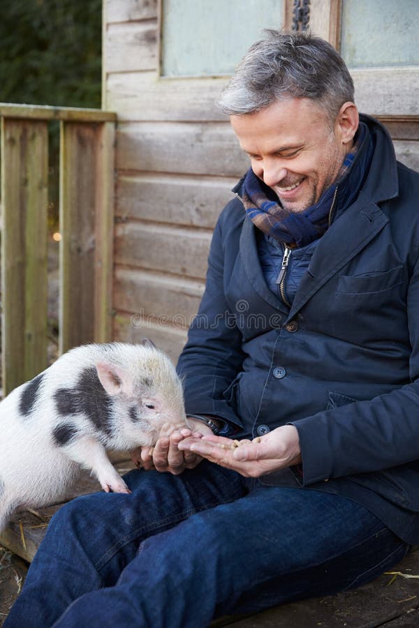 Mature Man Feeding Pet Micro Pig Stock Photo - Image of livestock ...