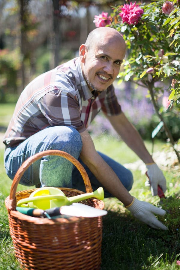Man Gardener Caring for Roses in the Garden Stock Photo - Image of ...