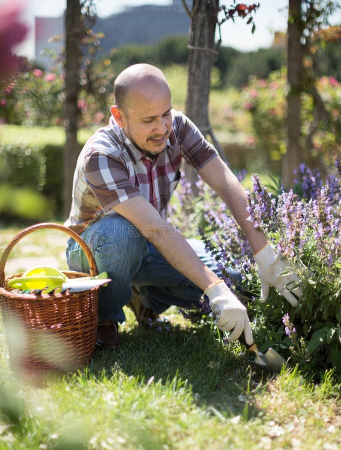 Man Gardener Caring for Roses in the Garden Stock Image - Image of ...