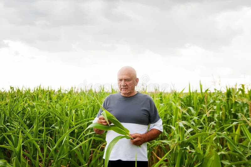 Old Man Farmer in Cornfield in Evening Stock Photo - Image of summer ...