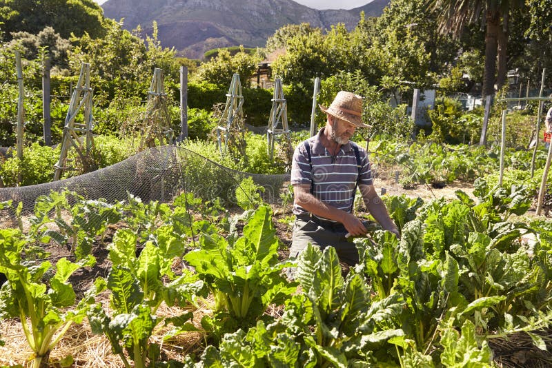Mature Man Working on Community Allotment Stock Photo - Image of garden ...