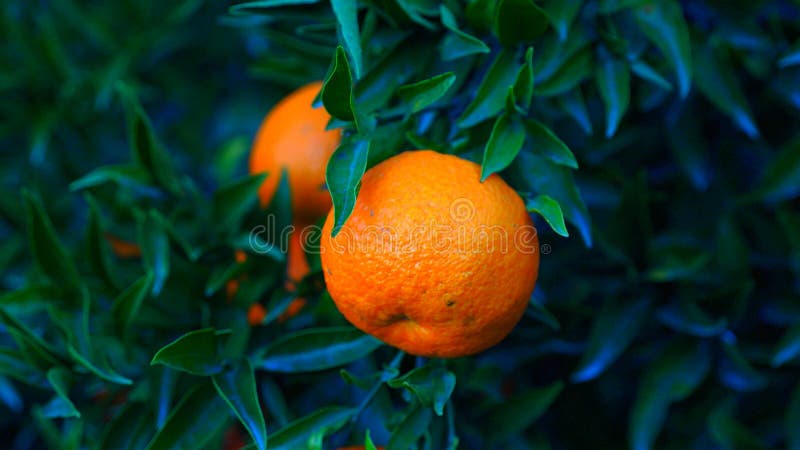 Mature Mandarin on His Tree Stock Photo - Image of mature, grow: 171484886