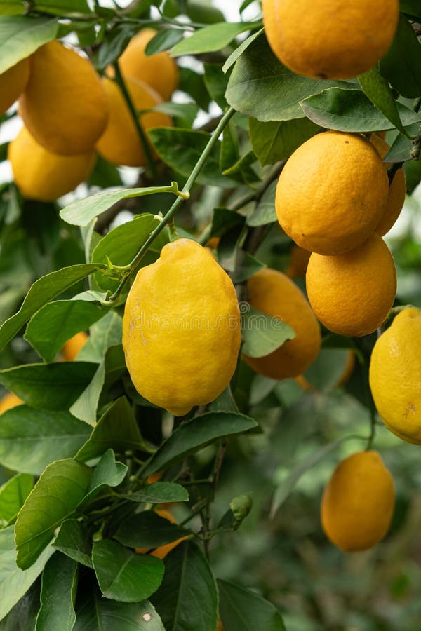 Mature Meyer Lemon Tree Full of Juicy Fruits Stock Image - Image of ...