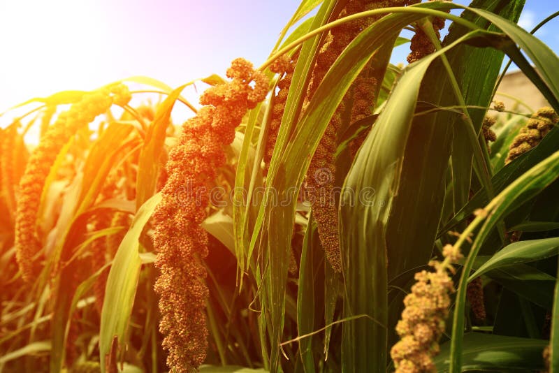 Mature Millet in the Farmland Stock Image - Image of flour, kernel ...