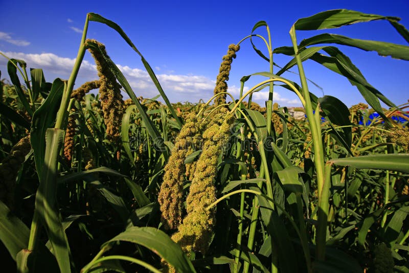 Mature Millet in the Farmland Stock Photo - Image of head, kernel ...
