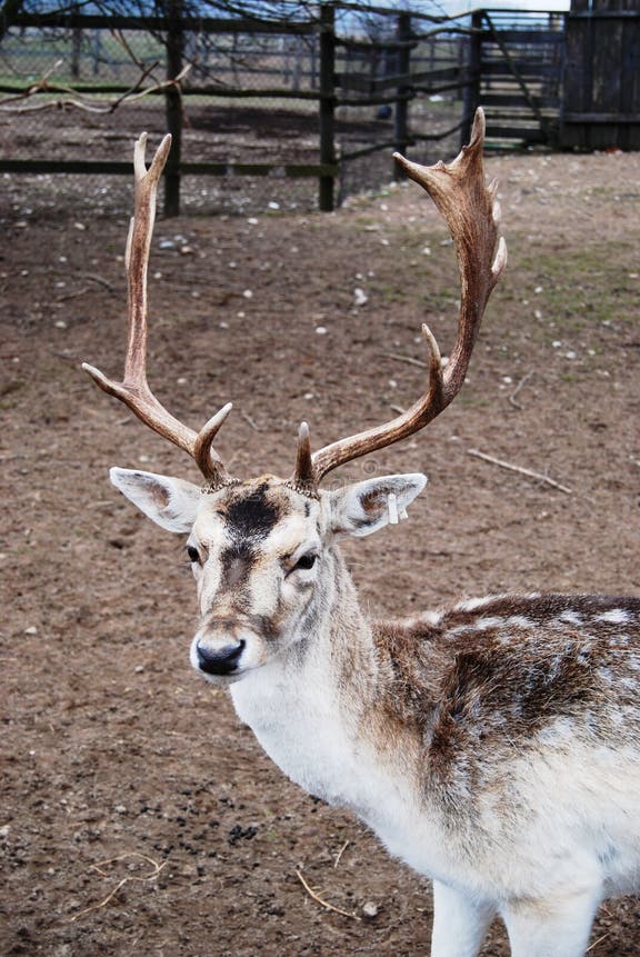 Mature north deer portrait stock image. Image of valley - 5131131