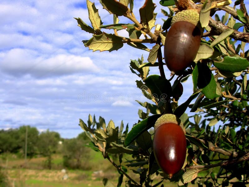 Mature oak II stock image. Image of autumn, details, closeup - 1550823