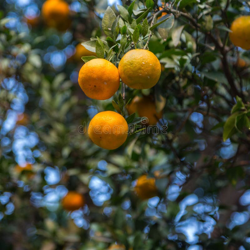Mature orange grove stock photo. Image of orange, green - 38553588