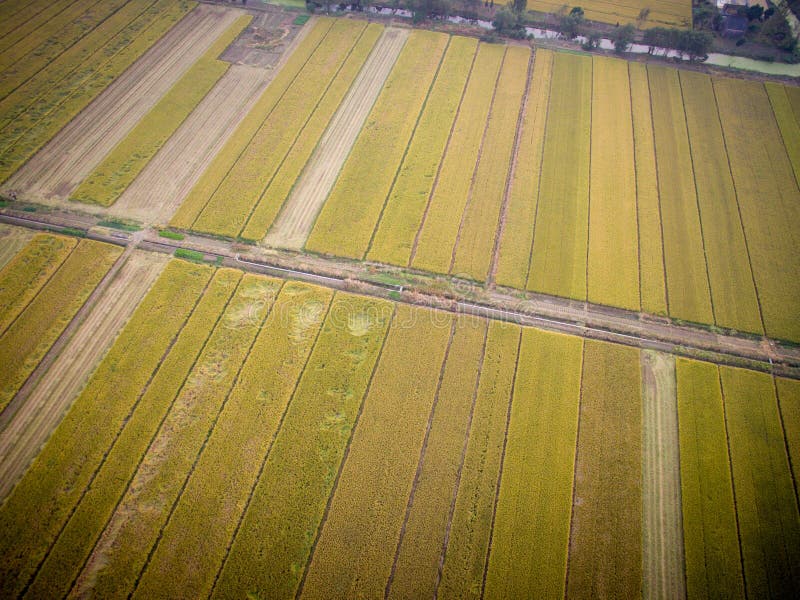 Mature paddy fields stock photo. Image of rice, aerial - 63810110