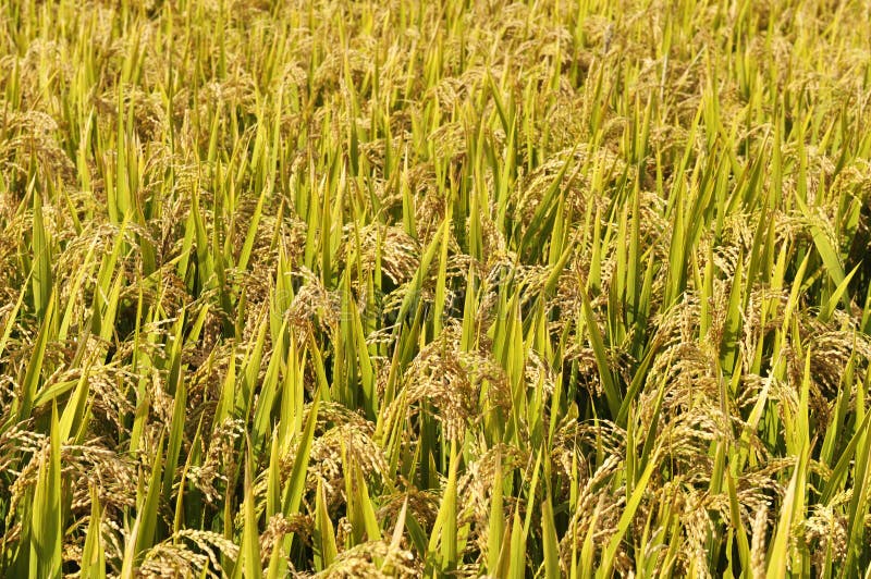 Golden Paddy Stock Illustrations – 591 Golden Paddy Stock Illustrations ...