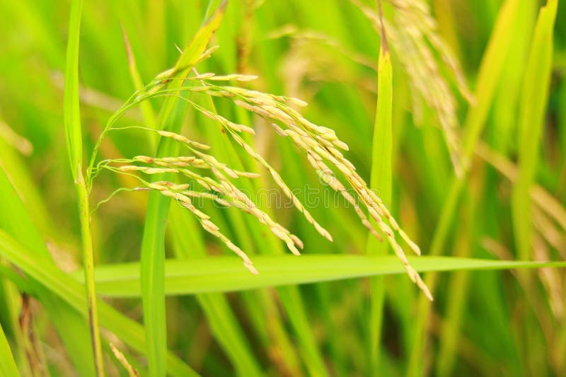 Mature Paddy Rice Field before Harvest, Mature Paddy Rice Growing in ...