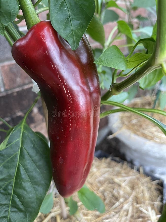 Mature Red Bell Pepper on Plant Stock Image - Image of nutritious ...