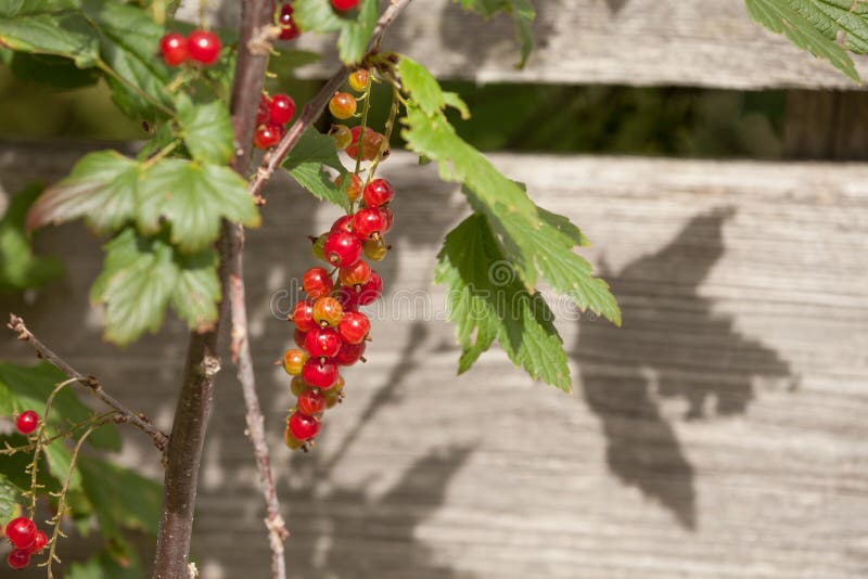 Mature Red Currant Fruit on Natural Environment Stock Image - Image of ...