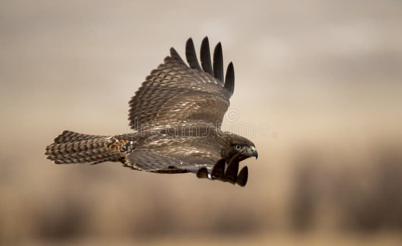 Almost Mature Red Tail Hawk Stock Photo - Image of lighting, mature ...
