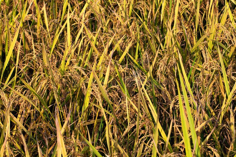 Mature rice in rice field stock photo. Image of leaves - 176619664