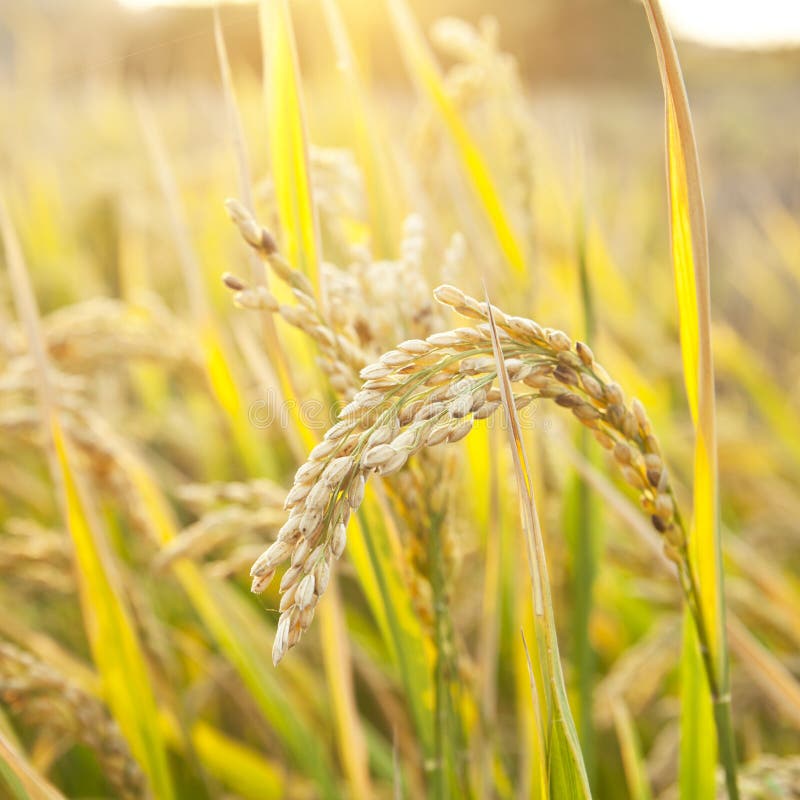Organic Unhusked Rough Asian Rice Stock Photo - Image of jasmine, shot ...