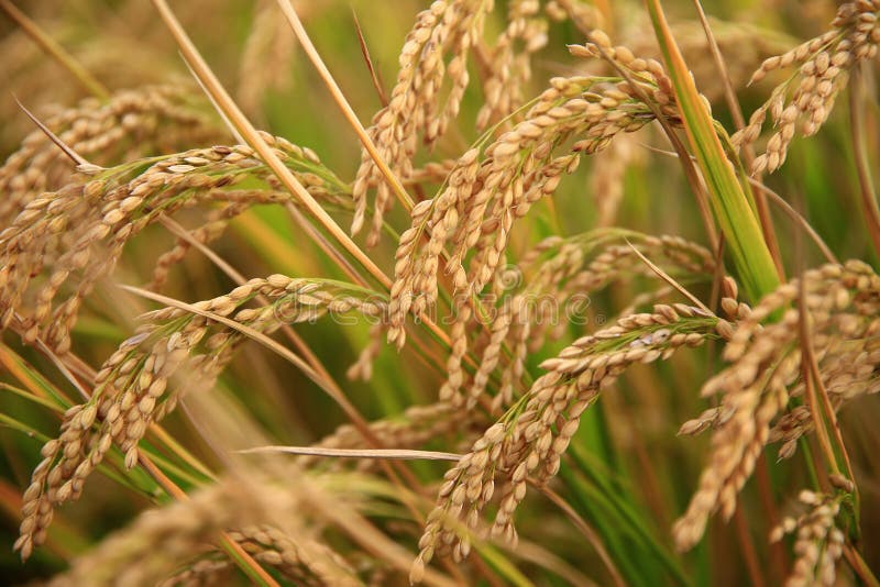 Mature Rice Farm in the Country Stock Photo - Image of spike, china ...
