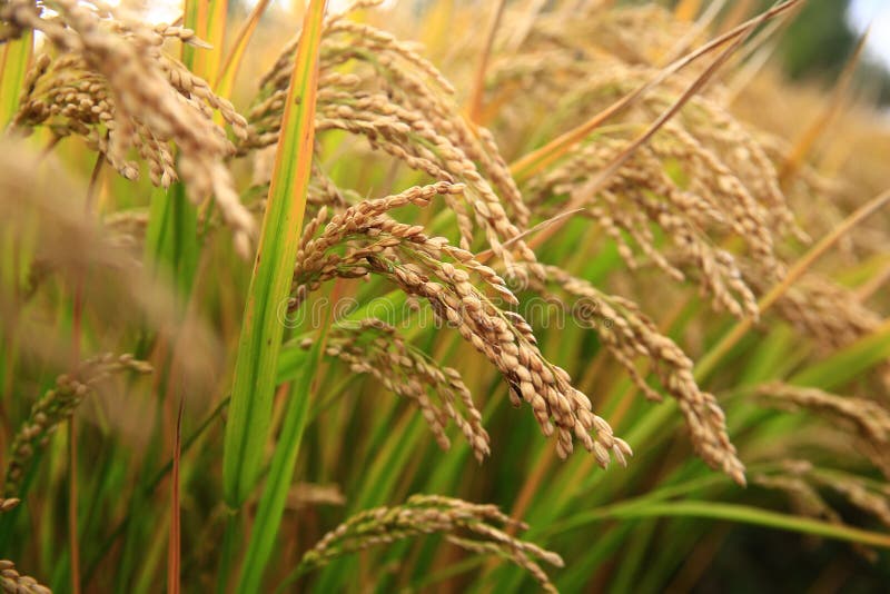 Mature Rice Farm in the Country Stock Photo - Image of harvest ...