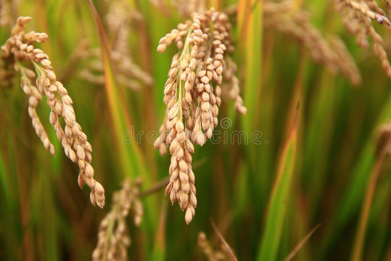 Mature Rice Farm in the Country Stock Photo - Image of agriculture ...