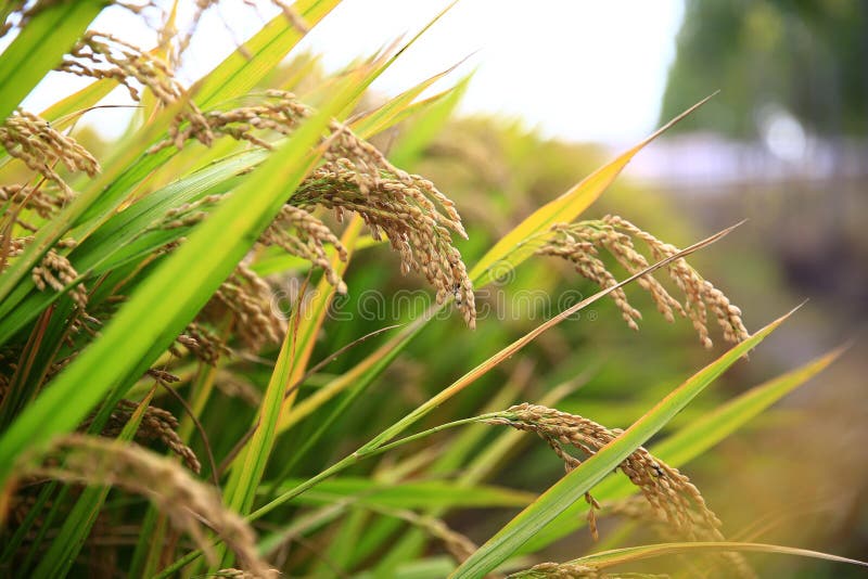 Mature Rice Farm in the Country Stock Photo - Image of bright, spike ...