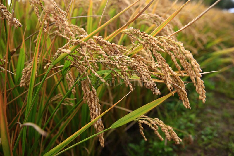 Mature Rice Farm in the Country Stock Image - Image of branches, farm ...