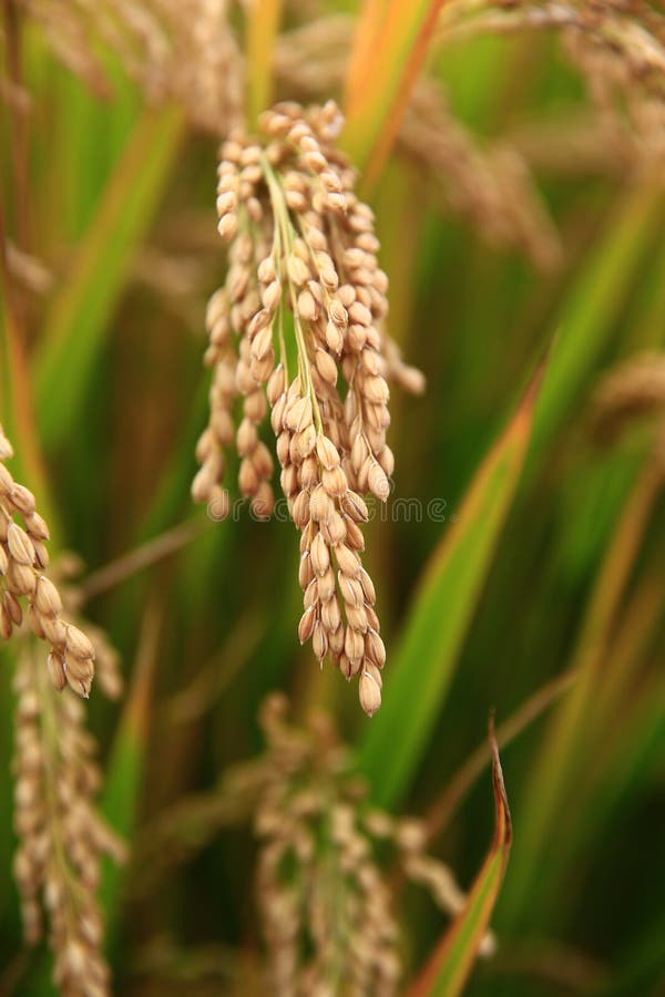 Mature Rice Farm in the Country Stock Photo - Image of yellow, harvest ...