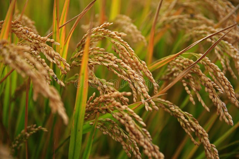 Mature Rice Farm in the Country Stock Photo - Image of bright, mature ...