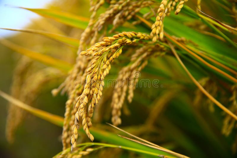 Mature Rice Farm in the Country Stock Image - Image of natural, rice ...