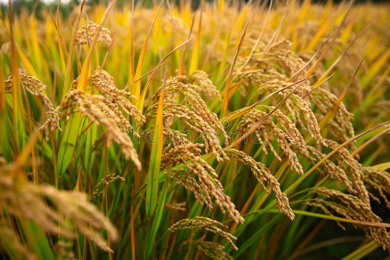 Mature Rice Farm in the Country Stock Image - Image of scarecrow ...