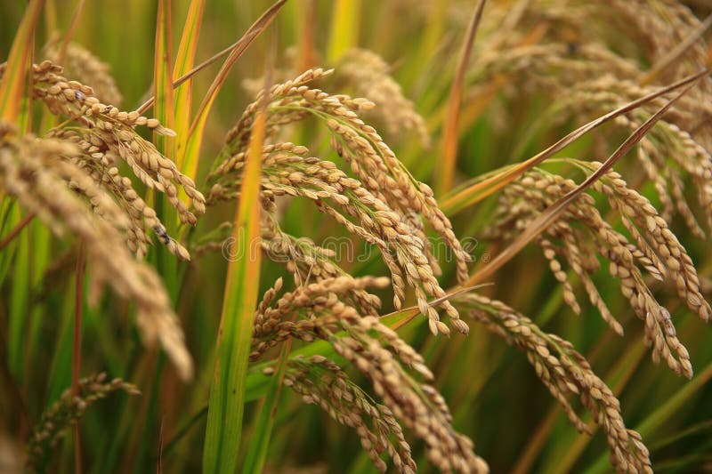 Mature Rice Farm in the Country Stock Image - Image of plants, natural ...