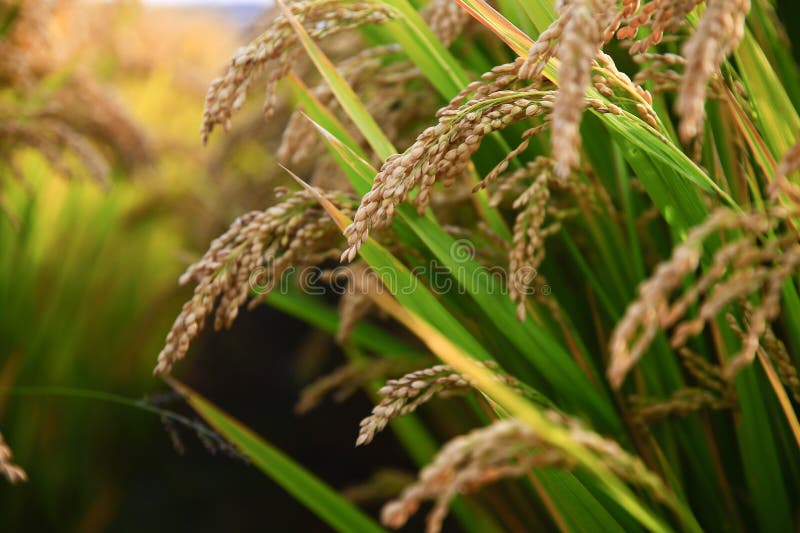 Mature Rice Farm in the Country Stock Photo - Image of harvest ...