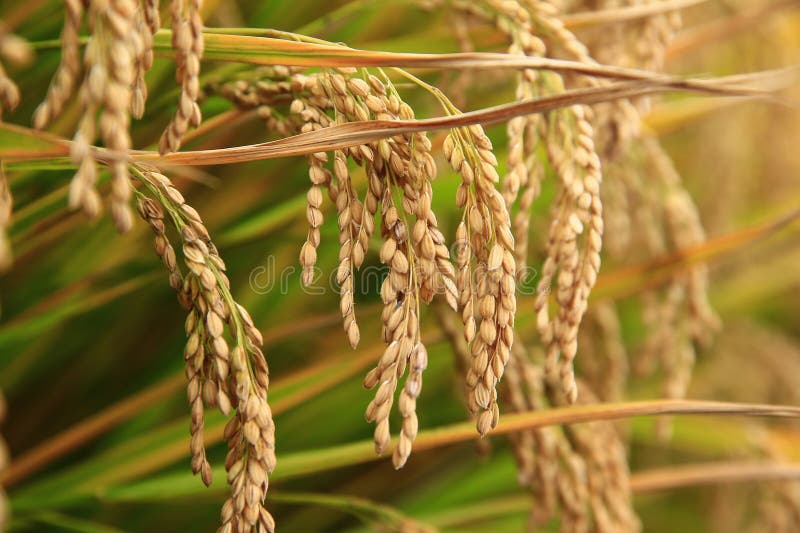 Mature Rice Farm in the Country Stock Photo - Image of farm, plants ...