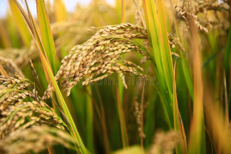 Mature Rice Farm in the Country Stock Photo - Image of agriculture ...
