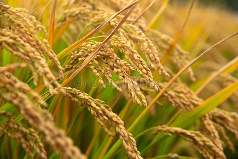 Mature Rice Farm in the Country Stock Photo - Image of straw, spike ...
