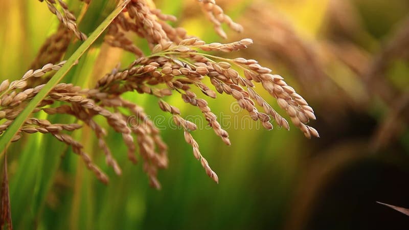 Mature Rice Farm in the Country, Rice Swaying in the Wind Stock Video ...