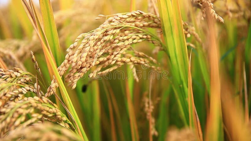 Mature Rice Farm in the Country, Rice Swaying in the Wind Stock Video ...