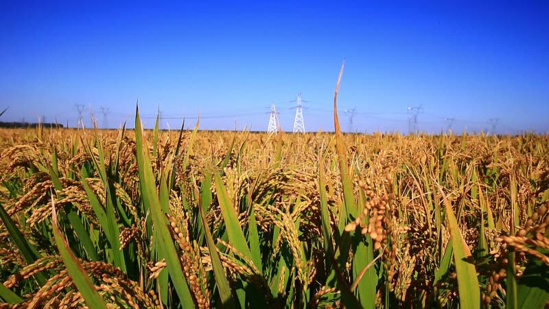 Mature Rice Farm in the Country, Rice Swaying in the Wind Stock Footage ...