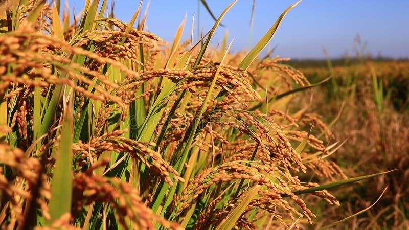 Mature Rice Farm in the Country, Rice Swaying in the Wind Stock Footage ...