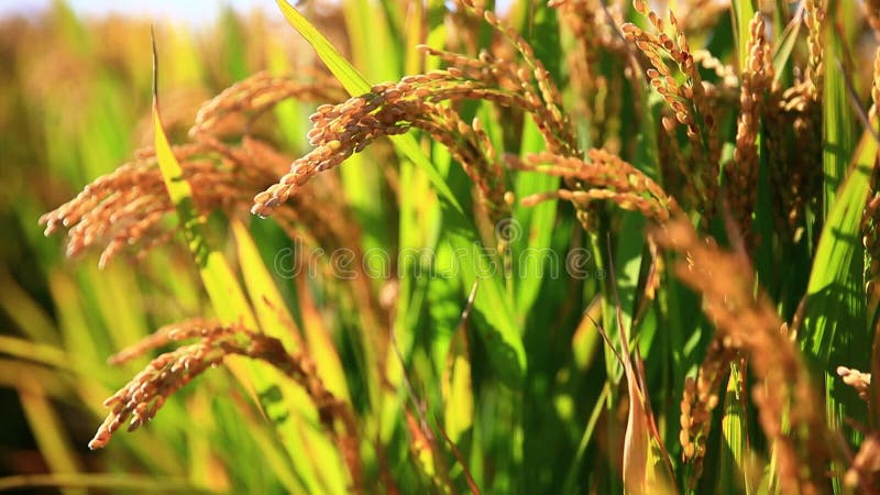 Mature Rice Farm in the Country, Rice Swaying in the Wind Stock Video ...