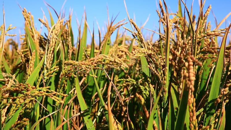 Mature Rice Farm in the Country, Rice Swaying in the Wind Stock Video ...