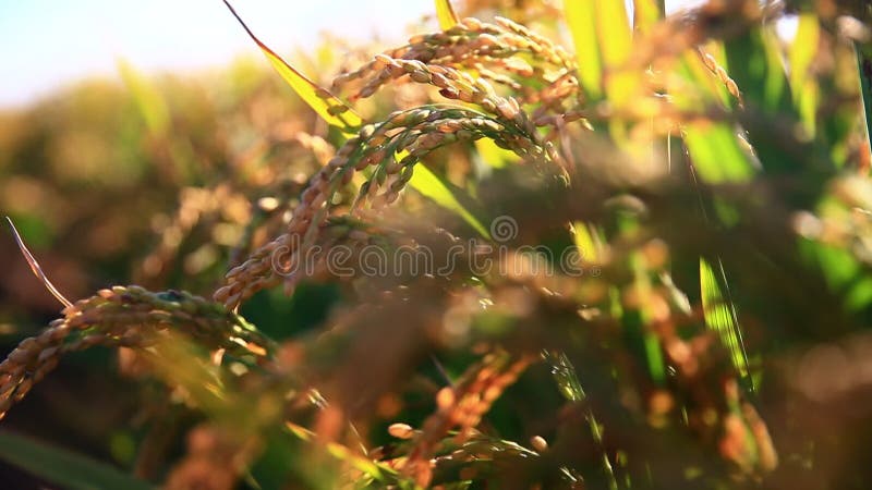 Mature Rice Farm in the Country, Rice Swaying in the Wind Stock Footage ...