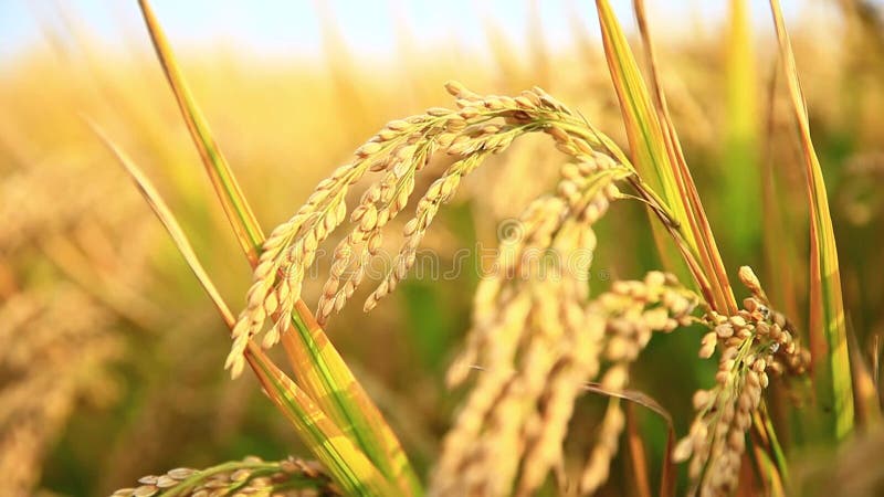 Mature Rice Farm in the Country, Rice Swaying in the Wind Stock Footage ...