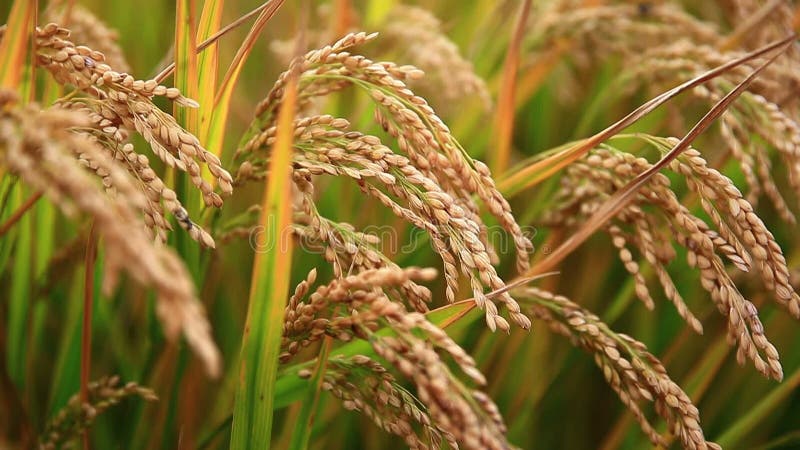 Mature Rice Farm in the Country, Rice Swaying in the Wind Stock Footage ...