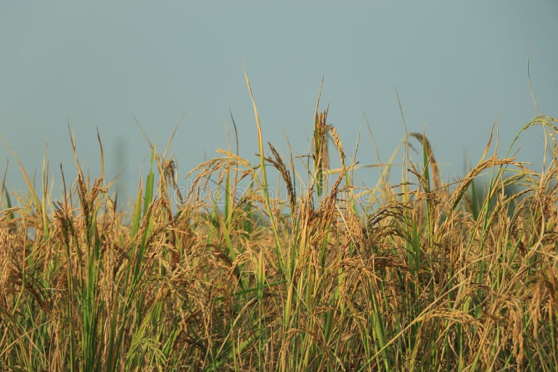 Mature Rice in Rice Field, the Rice Fields are Under the Blue Sky. the ...