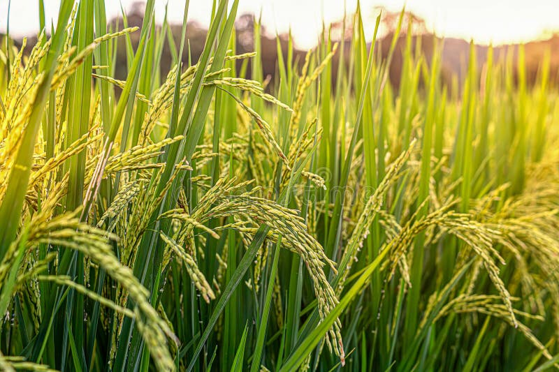 Mature Rice in Rice Field, the Rice Fields are Under the Blue Sky. the ...