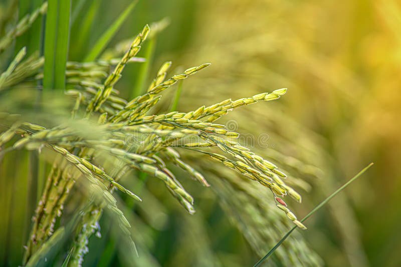 Mature Rice in Rice Field, the Rice Fields are Under the Blue Sky. the ...
